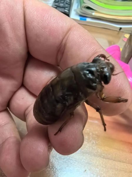 金蝉图片大全_金蝉长什么样-第1张图片-山城妙识 金蝉图片大全_金蝉长什么样-第1张图片-山城妙识