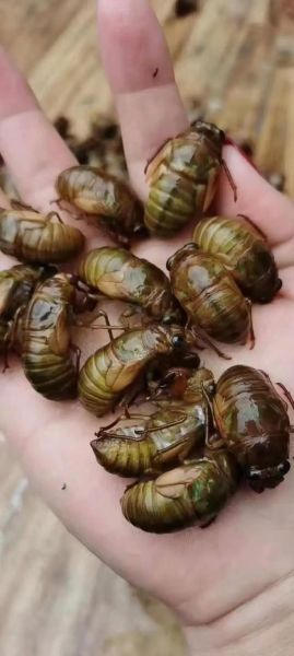 金蝉图片大全_金蝉长什么样-第2张图片-山城妙识 金蝉图片大全_金蝉长什么样-第2张图片-山城妙识