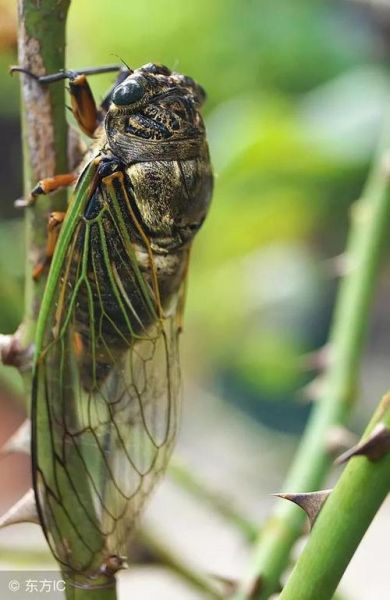金蝉图片大全_金蝉长什么样-第3张图片-山城妙识 金蝉图片大全_金蝉长什么样-第3张图片-山城妙识