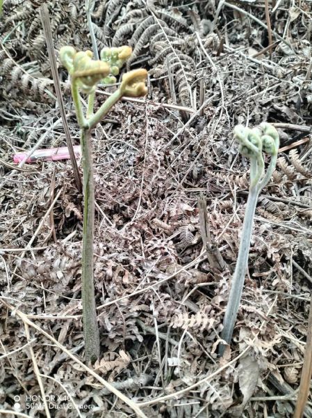 苦蕨菜图片_苦蕨菜能吃吗-第2张图片-山城妙识 苦蕨菜图片_苦蕨菜能吃吗-第2张图片-山城妙识