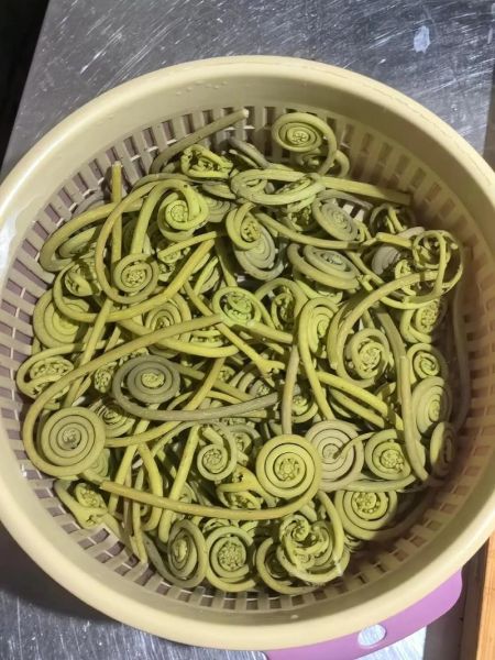 苦蕨菜图片_苦蕨菜能吃吗-第1张图片-山城妙识 苦蕨菜图片_苦蕨菜能吃吗-第1张图片-山城妙识