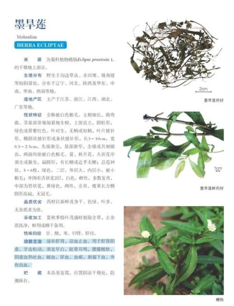 墨旱莲的功效与作用_墨旱莲能治哪些病-第1张图片-山城妙识 墨旱莲的功效与作用_墨旱莲能治哪些病-第1张图片-山城妙识