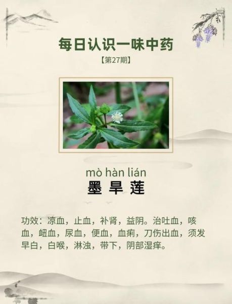墨旱莲的功效与作用_墨旱莲能治哪些病-第2张图片-山城妙识 墨旱莲的功效与作用_墨旱莲能治哪些病-第2张图片-山城妙识
