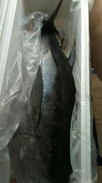 10斤金枪鱼多少钱_金枪鱼价格为什么差距大-第2张图片-山城妙识 10斤金枪鱼多少钱_金枪鱼价格为什么差距大-第2张图片-山城妙识