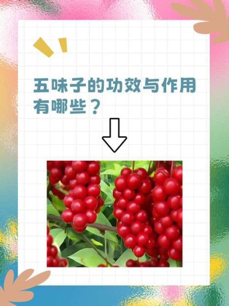 五味子禁忌人群_五味子不能与哪些药同服-第1张图片-山城妙识 五味子禁忌人群_五味子不能与哪些药同服-第1张图片-山城妙识