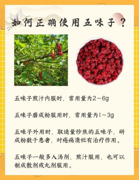 五味子禁忌人群_五味子不能与哪些药同服-第2张图片-山城妙识 五味子禁忌人群_五味子不能与哪些药同服-第2张图片-山城妙识