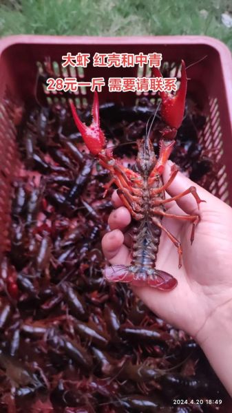 大龙虾多少钱一斤_2024年最新行情-第2张图片-山城妙识 大龙虾多少钱一斤_2024年最新行情-第2张图片-山城妙识