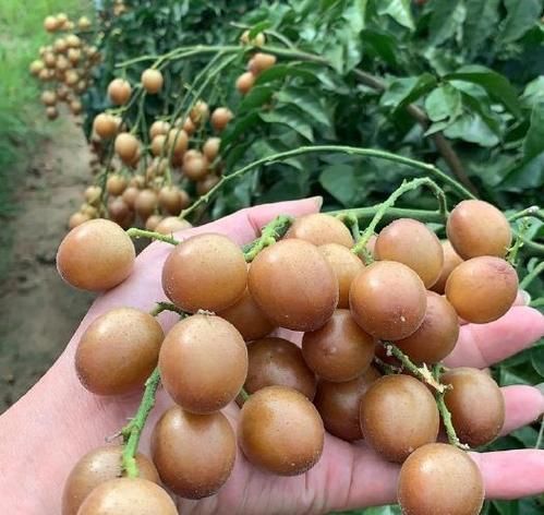 中国水果产地有哪些_哪里的水果最好吃-第3张图片-山城妙识 中国水果产地有哪些_哪里的水果最好吃-第3张图片-山城妙识