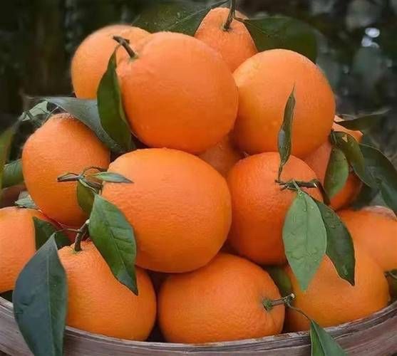 水果大全大图片_哪些水果高清大图最实用-第1张图片-山城妙识 水果大全大图片_哪些水果高清大图最实用-第1张图片-山城妙识