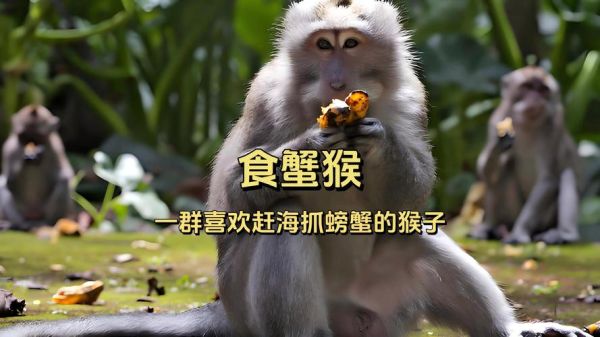 食蟹猴价格_食蟹猴多少钱一只-第1张图片-山城妙识