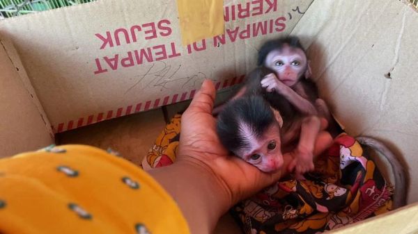 食蟹猴价格_食蟹猴多少钱一只-第3张图片-山城妙识