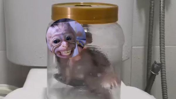 食蟹猴价格_食蟹猴多少钱一只-第2张图片-山城妙识