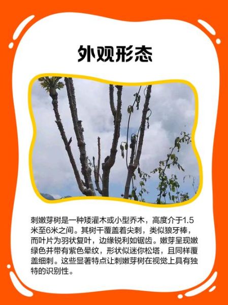 刺嫩芽种子怎么育苗_刺嫩芽育苗方法-第1张图片-山城妙识 刺嫩芽种子怎么育苗_刺嫩芽育苗方法-第1张图片-山城妙识