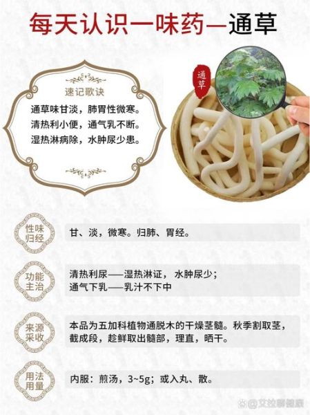 通草怎么吃_通草的正确食用方法-第2张图片-山城妙识 通草怎么吃_通草的正确食用方法-第2张图片-山城妙识