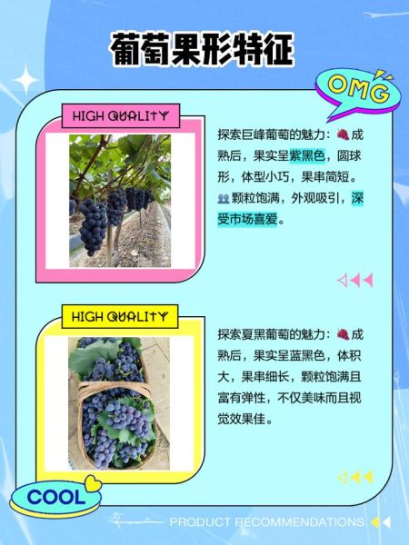 夏黑和巨峰哪个好吃_口感差异对比-第1张图片-山城妙识 夏黑和巨峰哪个好吃_口感差异对比-第1张图片-山城妙识