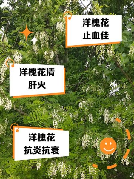 槐花籽的功效与作用_槐花籽怎么吃效果最好-第3张图片-山城妙识 槐花籽的功效与作用_槐花籽怎么吃效果最好-第3张图片-山城妙识