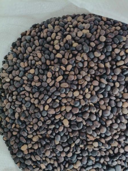 槐花籽的功效与作用_槐花籽怎么吃效果最好-第2张图片-山城妙识 槐花籽的功效与作用_槐花籽怎么吃效果最好-第2张图片-山城妙识