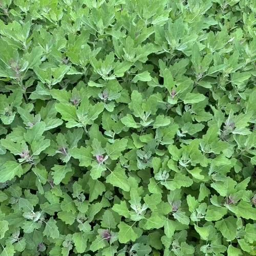 灰菜能吃吗_灰菜怎么吃才安全-第2张图片-山城妙识