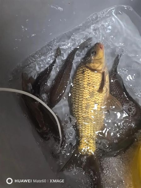 辣椒与泡菜免费观看_哪里能看完整版-第3张图片-山城妙识