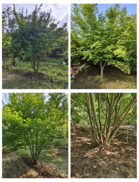 鸡爪槭树怎么养_鸡爪槭树价格多少钱一棵-第1张图片-山城妙识 鸡爪槭树怎么养_鸡爪槭树价格多少钱一棵-第1张图片-山城妙识