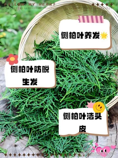 侧柏叶对脱发有效果吗_侧柏叶治疗脱发怎么用-第1张图片-山城妙识 侧柏叶对脱发有效果吗_侧柏叶治疗脱发怎么用-第1张图片-山城妙识