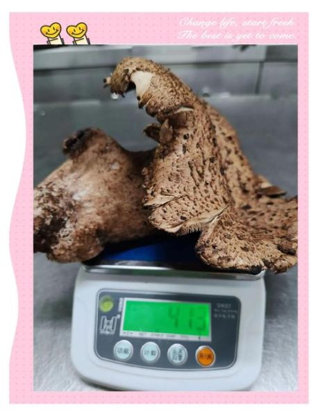 虎掌菌和黑虎掌菌的区别_哪个更好吃-第2张图片-山城妙识 虎掌菌和黑虎掌菌的区别_哪个更好吃-第2张图片-山城妙识