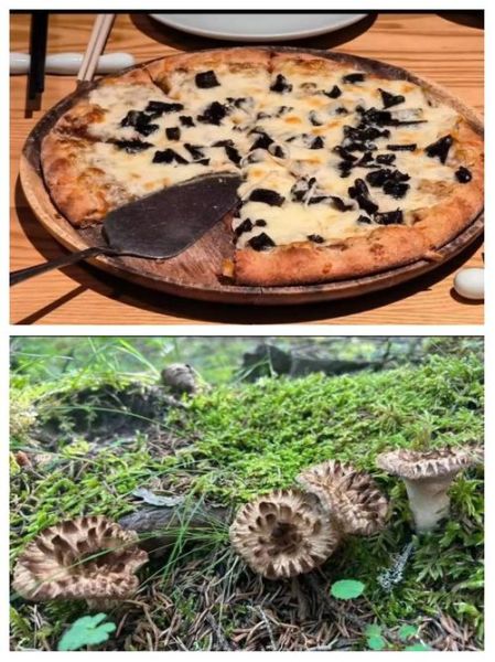 虎掌菌和黑虎掌菌的区别_哪个更好吃-第1张图片-山城妙识 虎掌菌和黑虎掌菌的区别_哪个更好吃-第1张图片-山城妙识