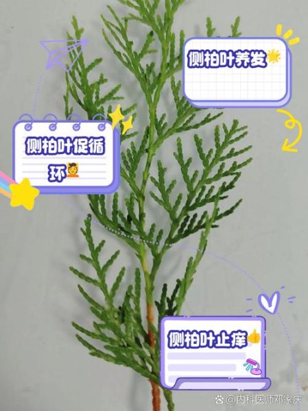 侧柏叶对脱发有效果吗_侧柏叶治疗脱发怎么用-第2张图片-山城妙识 侧柏叶对脱发有效果吗_侧柏叶治疗脱发怎么用-第2张图片-山城妙识