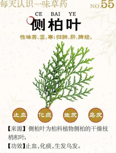 侧柏叶对脱发有效果吗_侧柏叶治疗脱发怎么用-第3张图片-山城妙识 侧柏叶对脱发有效果吗_侧柏叶治疗脱发怎么用-第3张图片-山城妙识