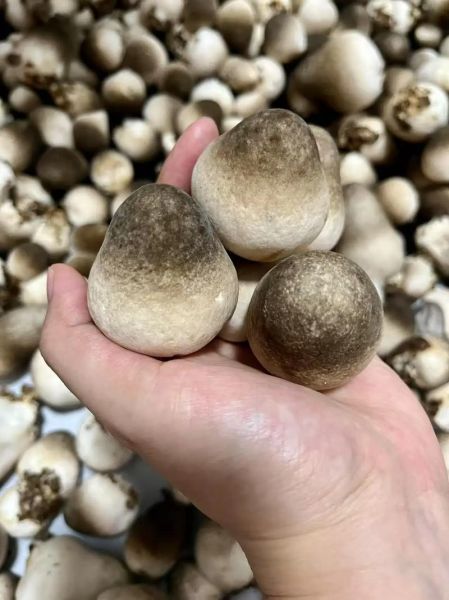 草菇栽培技术_草菇怎么种产量高-第3张图片-山城妙识 草菇栽培技术_草菇怎么种产量高-第3张图片-山城妙识