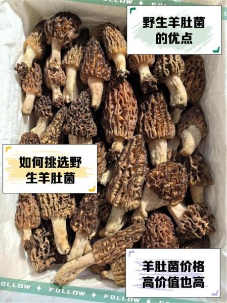 羊肝菌怎么挑选_羊肝菌多少钱一斤-第1张图片-山城妙识 羊肝菌怎么挑选_羊肝菌多少钱一斤-第1张图片-山城妙识
