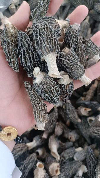 羊肝菌怎么挑选_羊肝菌多少钱一斤-第3张图片-山城妙识 羊肝菌怎么挑选_羊肝菌多少钱一斤-第3张图片-山城妙识