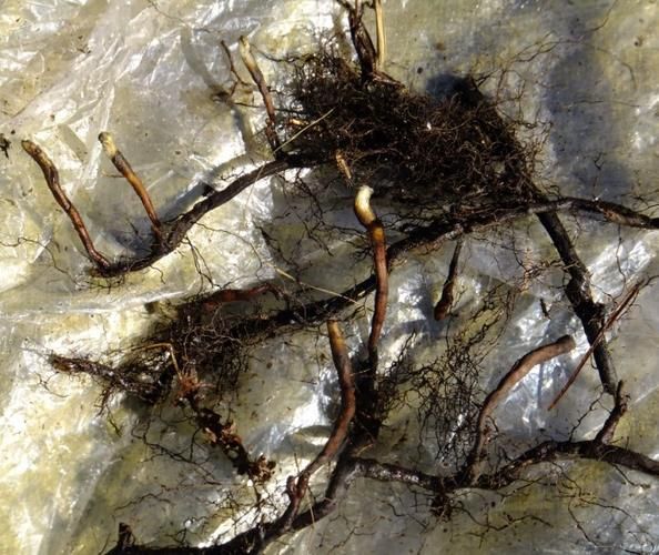 蕨菜根图片_蕨菜根长什么样-第1张图片-山城妙识 蕨菜根图片_蕨菜根长什么样-第1张图片-山城妙识