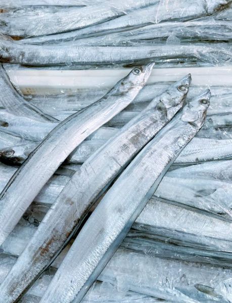 西刀鱼图片_西刀鱼长什么样-第2张图片-山城妙识 西刀鱼图片_西刀鱼长什么样-第2张图片-山城妙识