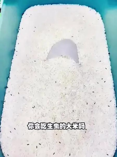 米面怎么保存不长虫_米面生虫还能吃吗-第1张图片-山城妙识 米面怎么保存不长虫_米面生虫还能吃吗-第1张图片-山城妙识