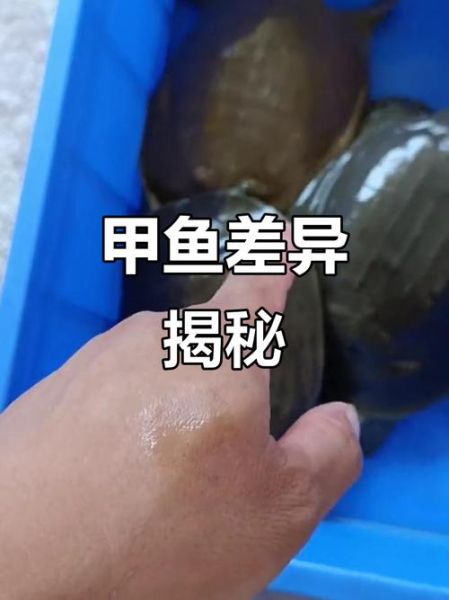 野生甲鱼图片怎么分辨_野生甲鱼多少钱一斤-第3张图片-山城妙识 野生甲鱼图片怎么分辨_野生甲鱼多少钱一斤-第3张图片-山城妙识