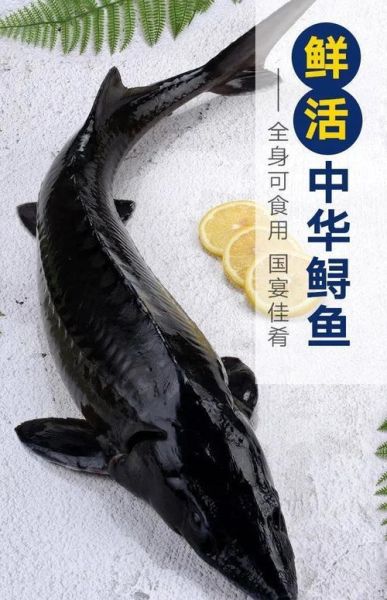 鲟鳇鱼肉多少钱一斤_哪里买最划算-第1张图片-山城妙识 鲟鳇鱼肉多少钱一斤_哪里买最划算-第1张图片-山城妙识