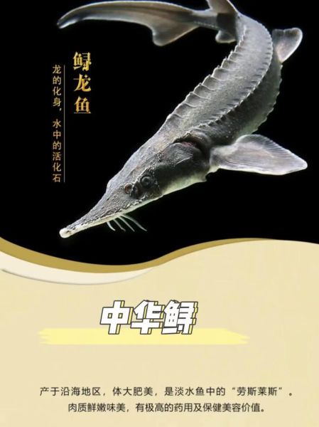 鲟鳇鱼肉多少钱一斤_哪里买最划算-第2张图片-山城妙识 鲟鳇鱼肉多少钱一斤_哪里买最划算-第2张图片-山城妙识