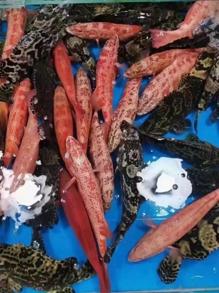 红斑鱼_东星斑哪个贵-第3张图片-山城妙识 红斑鱼_东星斑哪个贵-第3张图片-山城妙识