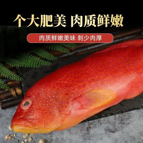 红斑鱼_东星斑哪个贵-第2张图片-山城妙识 红斑鱼_东星斑哪个贵-第2张图片-山城妙识