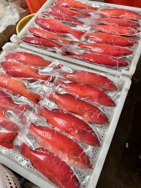 红斑鱼_东星斑哪个贵-第1张图片-山城妙识 红斑鱼_东星斑哪个贵-第1张图片-山城妙识