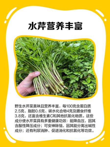 水芹菜致癌是真的吗_水芹菜还能不能吃-第1张图片-山城妙识 水芹菜致癌是真的吗_水芹菜还能不能吃-第1张图片-山城妙识