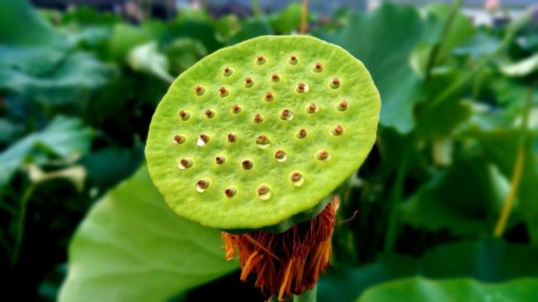 莲子图片高清壁纸_莲子图片怎么拍好看-第2张图片-山城妙识 莲子图片高清壁纸_莲子图片怎么拍好看-第2张图片-山城妙识