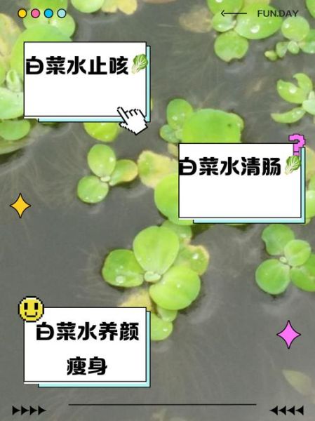 白菜汤的功效与作用_喝白菜汤能减肥吗-第1张图片-山城妙识 白菜汤的功效与作用_喝白菜汤能减肥吗-第1张图片-山城妙识