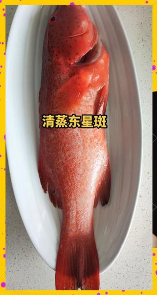 东星斑鱼多少钱一斤_东星斑鱼怎么做好吃-第1张图片-山城妙识 东星斑鱼多少钱一斤_东星斑鱼怎么做好吃-第1张图片-山城妙识